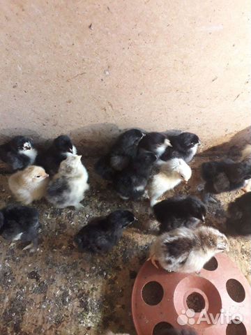 Цыпленок Брама