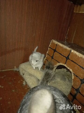 Щенок шиншиллы