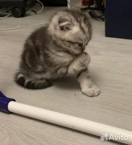 Шотландские вислоухие котята