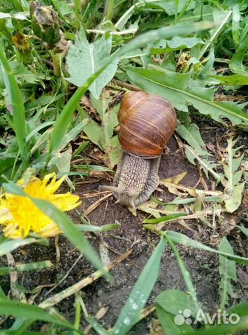 Домашние животные улитка