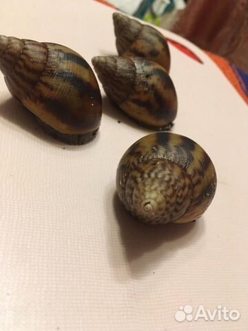 Ахатина тигр