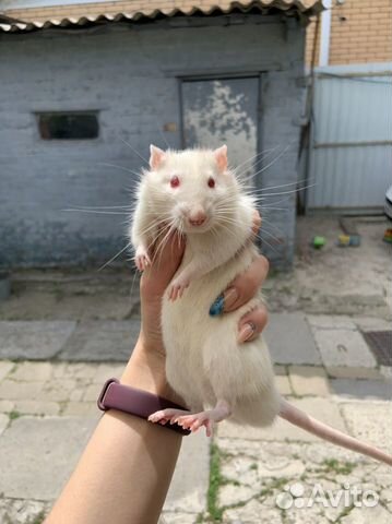 Крысы Дамбо