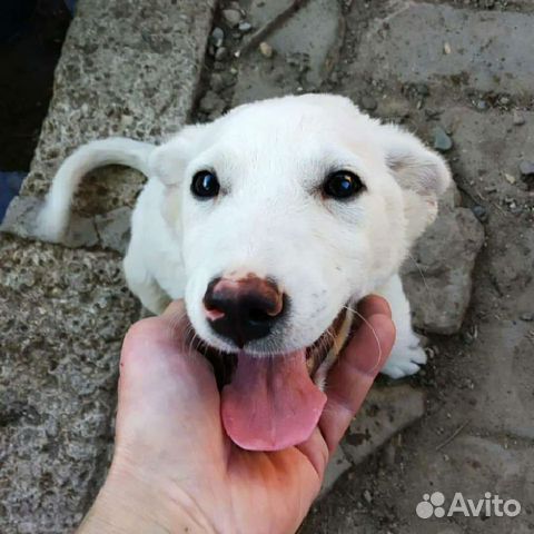 Собака в добрые руки щенок