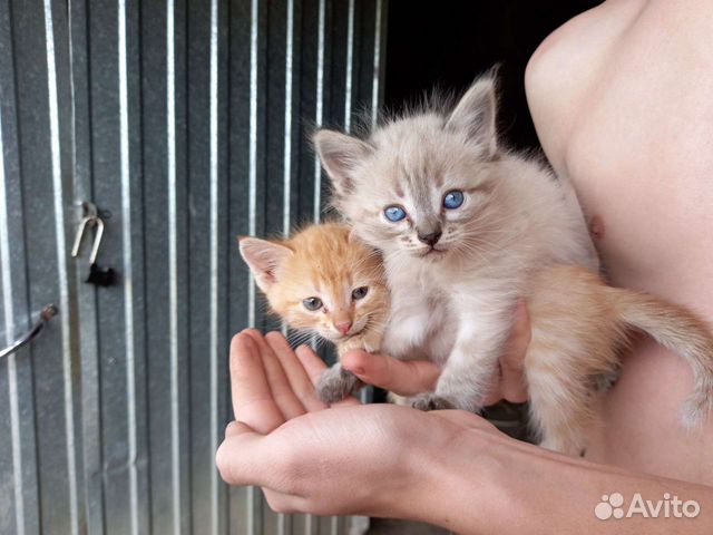 Котята в добрые руки