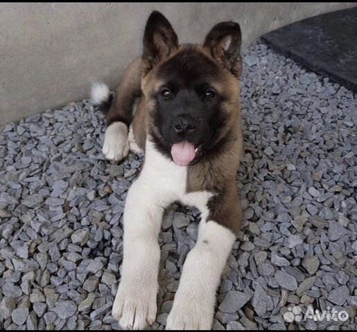 Акита щенки