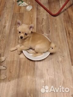 Щенок чихуахуа и померанского шпица Девочка