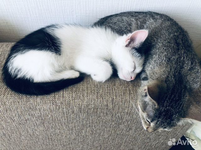 Котята 2 месяца в добрые руки