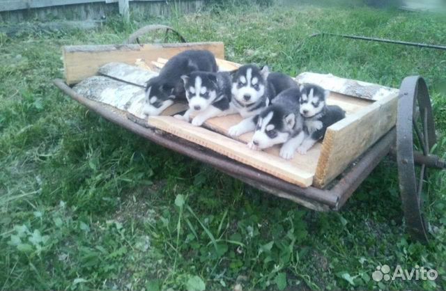 Щенки хаски