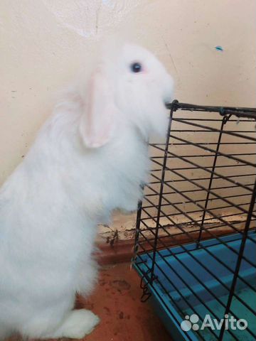 Вислоухий декоративный кролик с клеткой