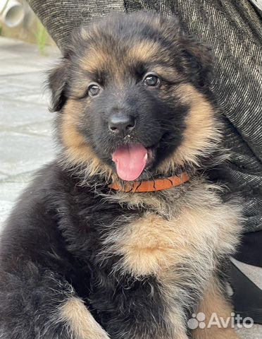 Немецкая овчарка щенок