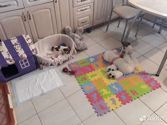 Галактик Стар