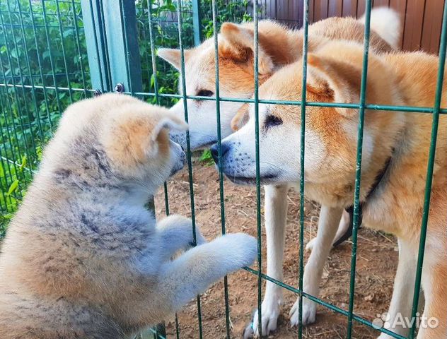 Прекрасный щенок акита-ину Цутао