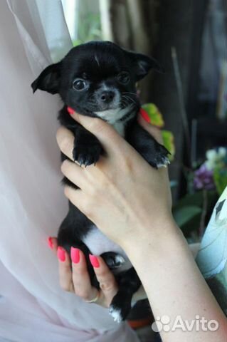 Девочка мини-пантера чихуахуа