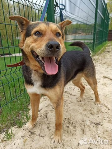 Собака в добрые руки