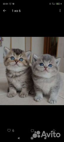 Британские котята золотая шиншилла