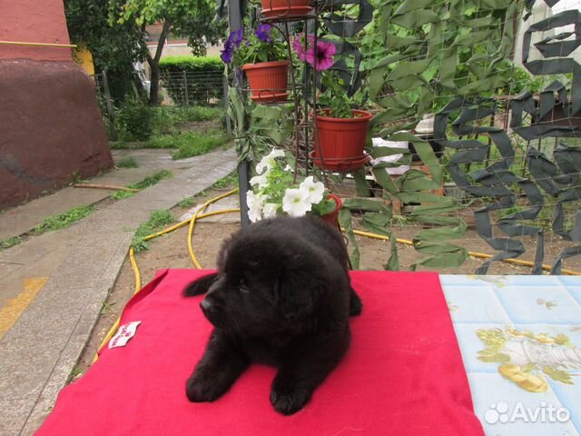 Щенок рабочего разведения