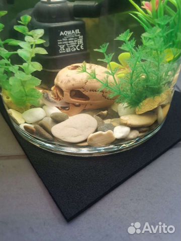 Отдам бесплатно аквариум с рыбами