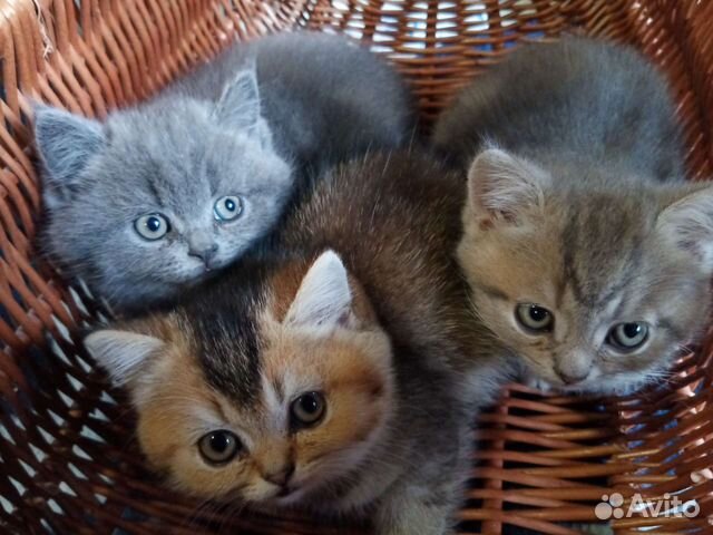 Котята шотландцы