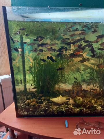 Аквариумные рыбки