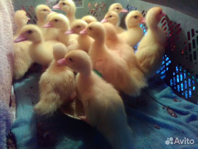 Мускусные утки индоутята утята