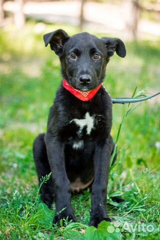 Щенок Черныш в добрые руки