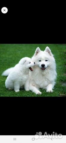 Самоедская собака