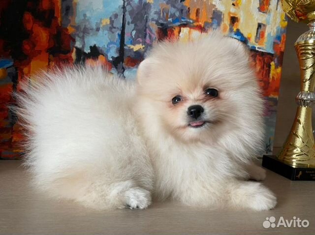 Девочки Шпицульки