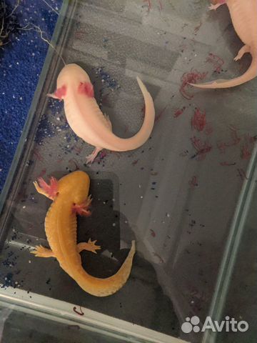 Взрослые аксолотли