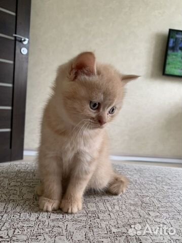 Британские котята