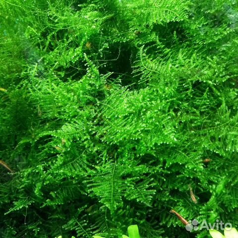 Растения для аквариума, мох