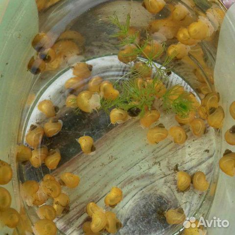 Улитки ампулярии