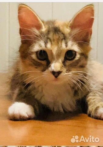 Пушистый сверхласковый котенок девочка в дар 3 мес