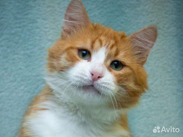 Кот Хлебушек ищет дом, в дар