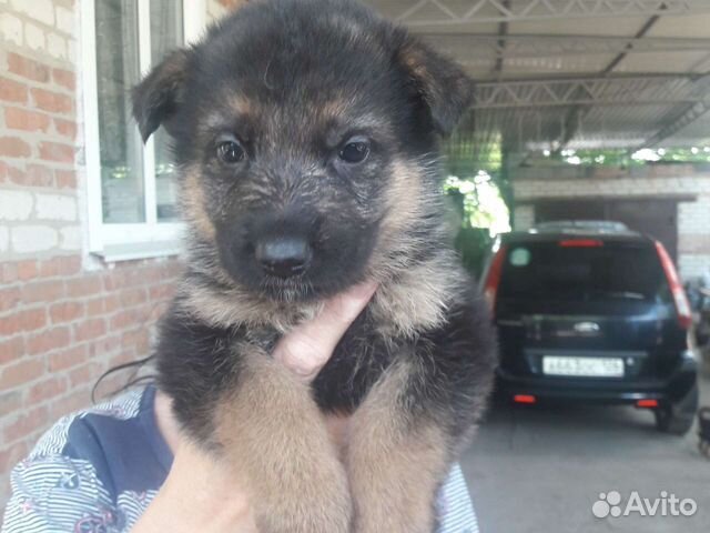 Немецкая овчарка