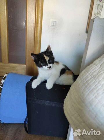 Котëнок