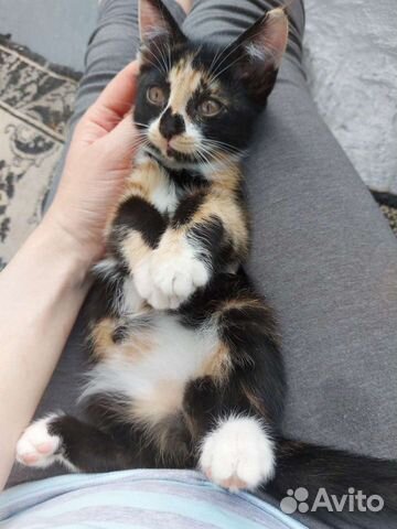 Которебенок ищет маму и папу
