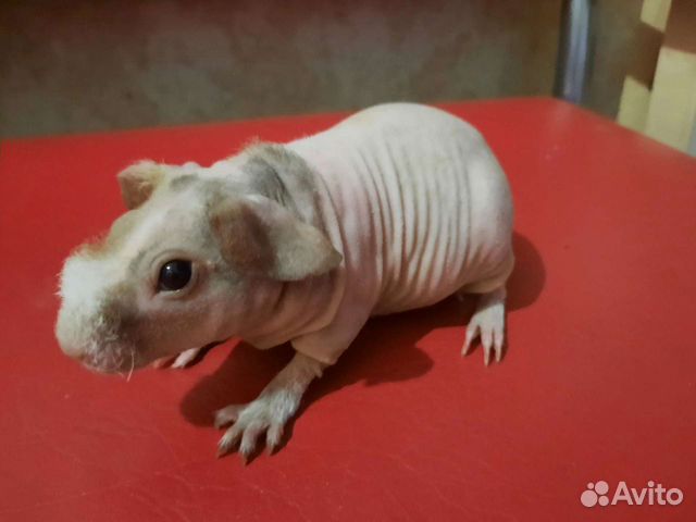 Морская свинка Скинни