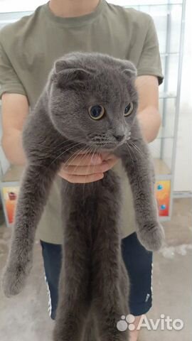 Котенок бесплатно