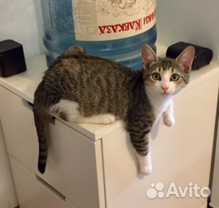 Озорной котенок Винтик плюшевым счастьем в Ваш дом