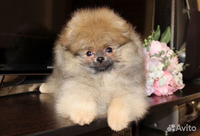 Померанец из пит-ка Королевский Шик с документами
