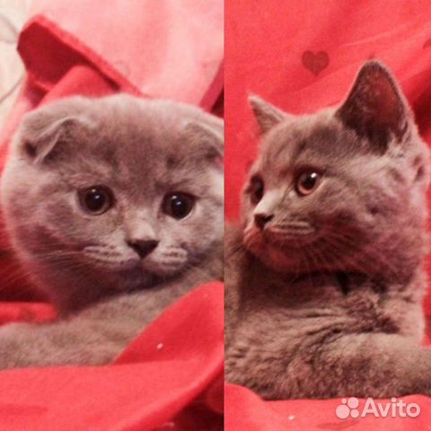 Вот кто всегда тебе рад