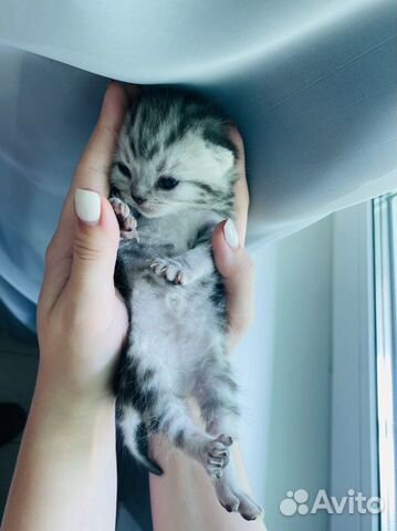 Шотландские котята скотиш страйт