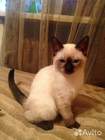 Тайские котята