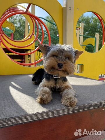 Йоркширский терьер