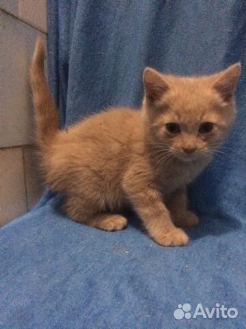 Котенок палевого цвета