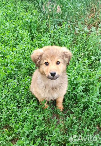 Очаровательные рыжики в хорошие руки