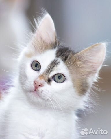 Маленькая божья коровка