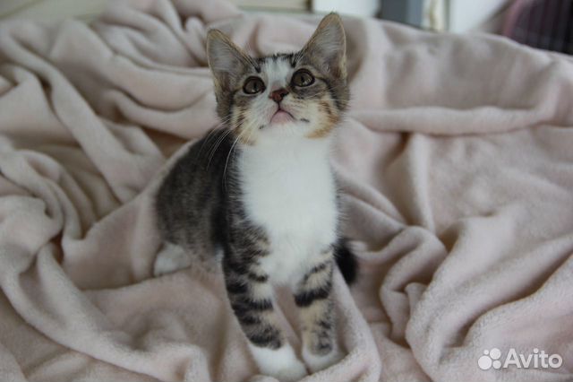 Котенок в добрые руки