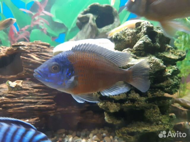 Цихлида Каданго