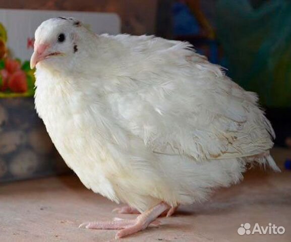 Яйца перепелиные, перепела, мясо перепелов